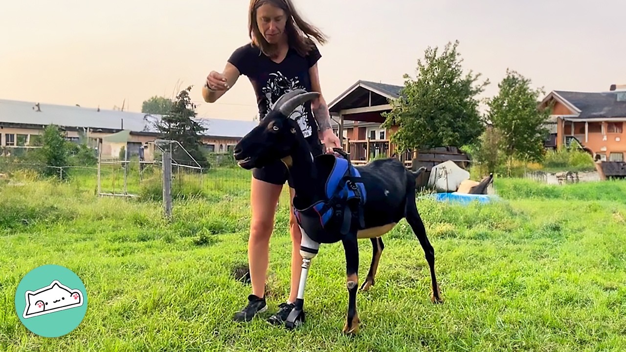Bossy Goat Becomes The King Of The Farm On Three Legs | Cuddle Buddies ...