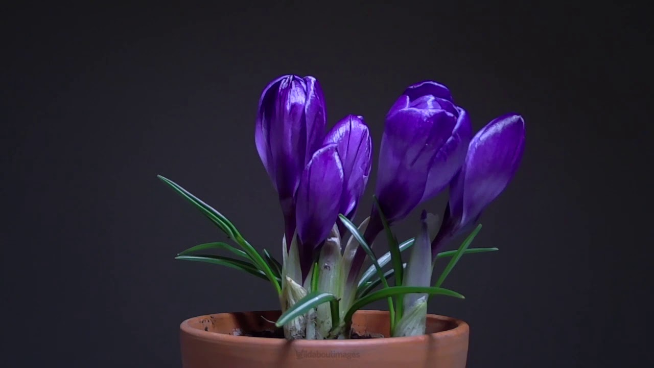 Flowers Crocus time lapse - YouTube