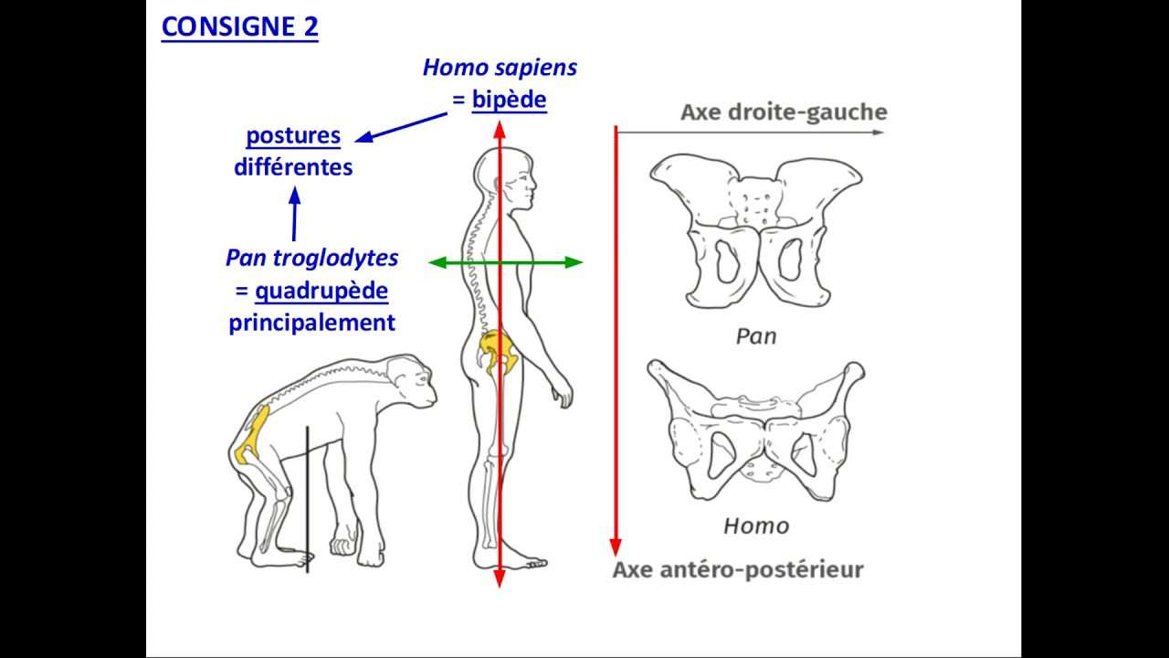 ES-SVT Term | évolution de l'anatomie sous l'effet de diverses ...