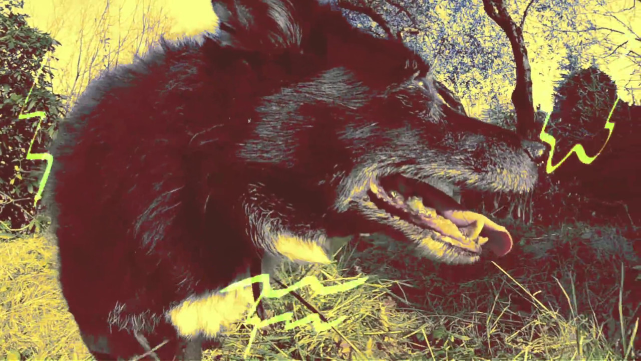 Surreal Noise - Kill the Dogs (Official lyrics Video) - YouTube Music