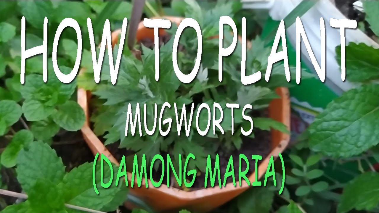 How to Plant Mugworts (Damong Maria) Easy Way | Shocking Results in ...