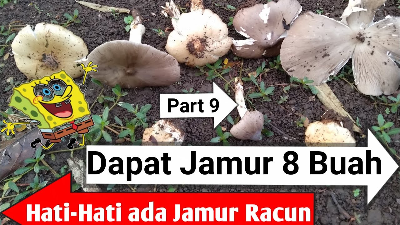 Dapat 8 jamur | 4 Jenis Jamur Alami dan 2 Jenis Jamur Racun Part 9 # ...