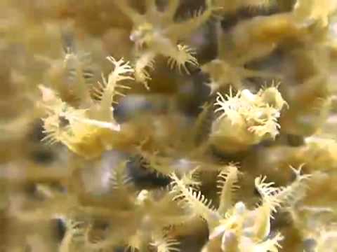 Photosynthetic Gorgonian,(Eunicea Sp.) Feeding from water column - YouTube