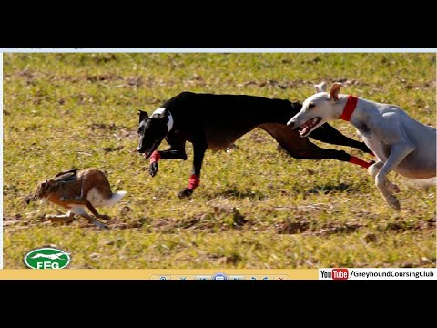 dog and rabbit race 2024 | greyhound hunting hare | dog racing - YouTube