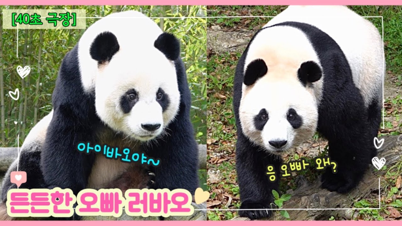 드디어 와이프걱정하는 남편 러바오🫧 단란하게 산책중인 푸바오 엄마아빠👩🏻 ️👨🏻💕 에버랜드 판다월드 Youtube