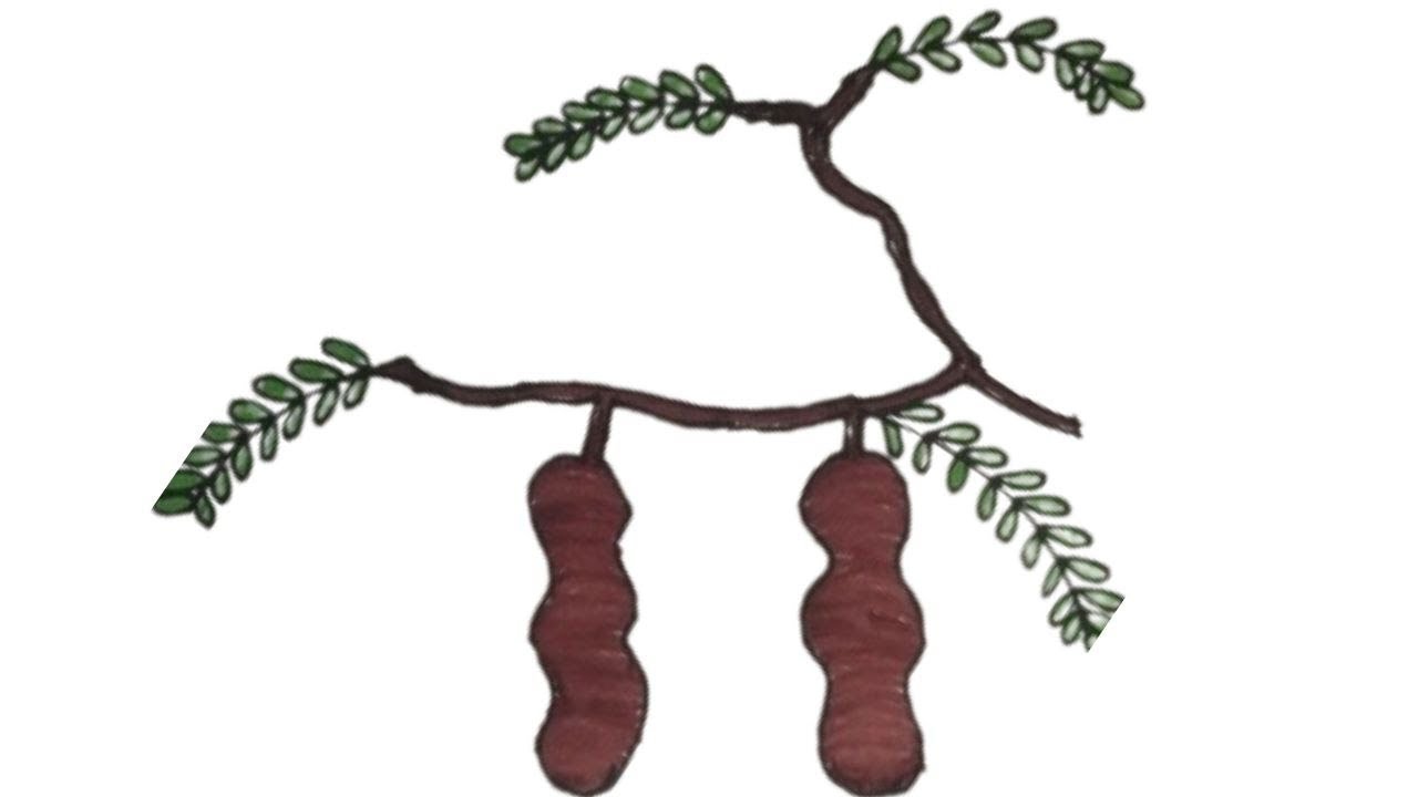 Drawing Tamarind art tutorial| Easy tamarind drawing for beginners ...