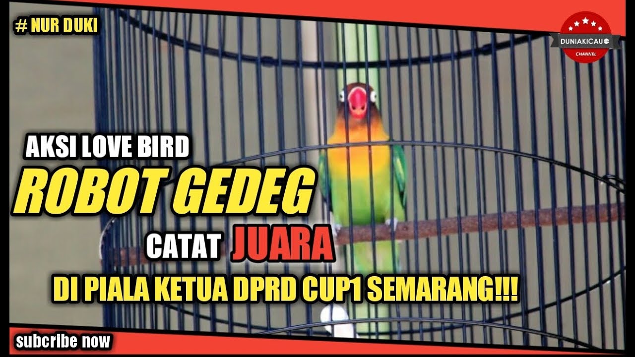 Aksi Love Bird ROBOT GEDEG Catat JUARA DI KETUA DPRD CUP 1 SEMARANG ...