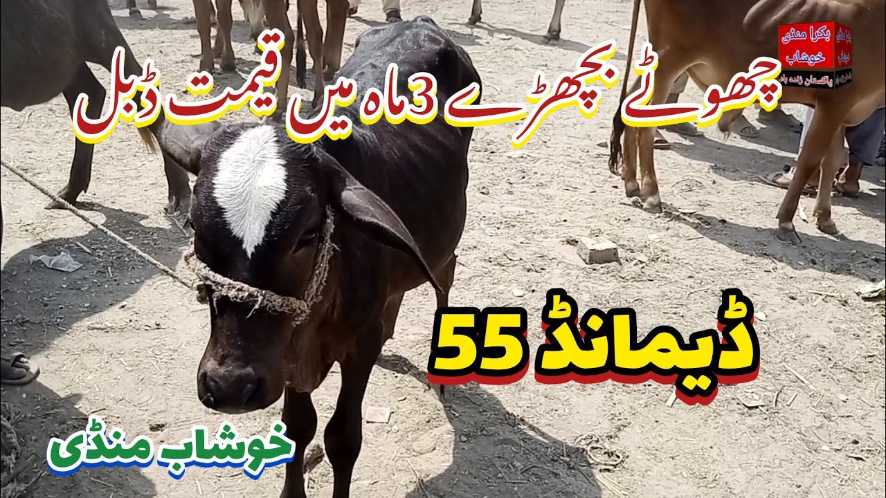zero size bachrey bachiya || medium bull rates Khushab Mandi || 2025 ...