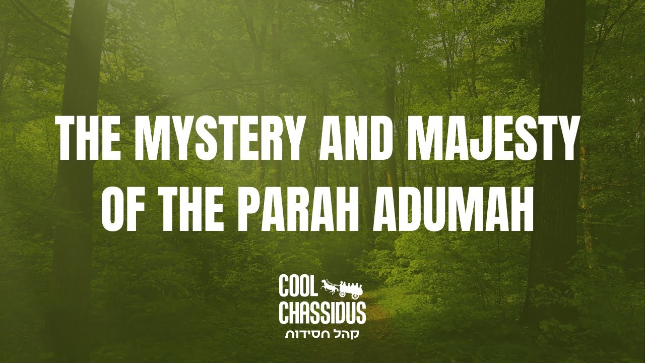 The Mystery and Majesty of the Parah Adumah - YouTube