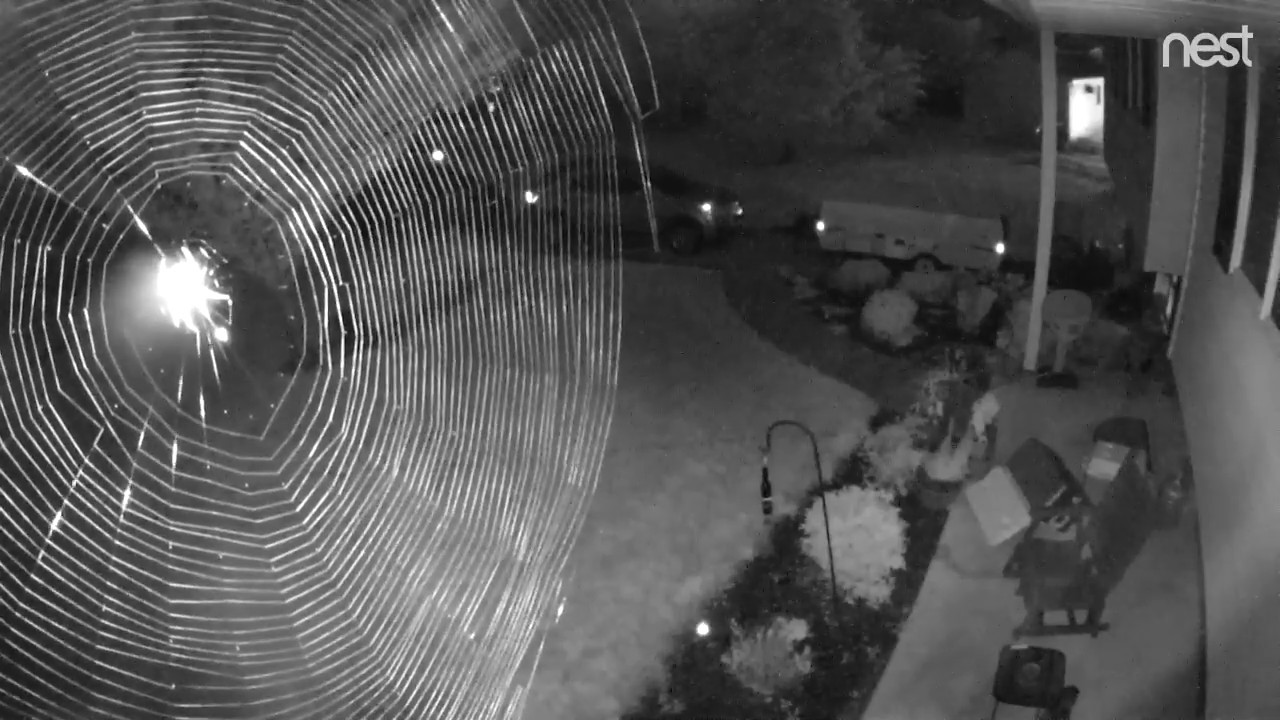 Spider Building Web Timelapse - YouTube