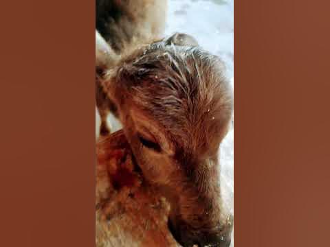 lachimi#youtube #trending - YouTube