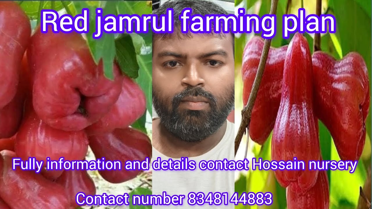 Red jamrul farming plant full information and details West Bengal of ...