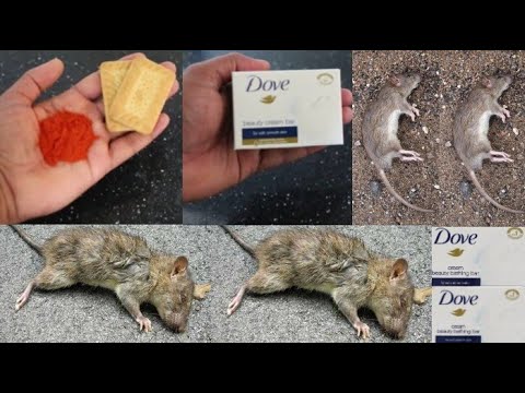 MAGIC DOVE SOAP & BISCUIT || JUST 5 MINUTES || Kill rats with 2 Magic ...