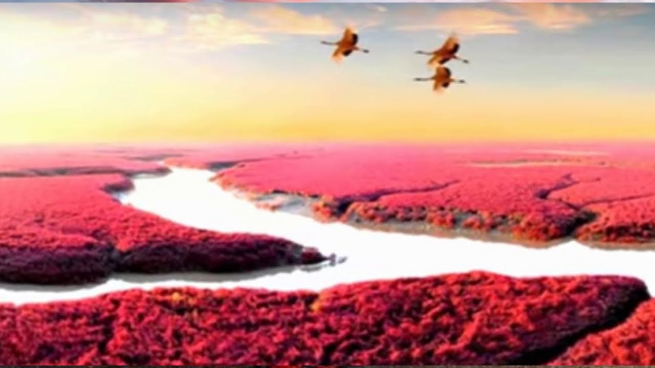 Red Beach in China, the world's only one, 独一无二的盘锦红海滩, China vacation ...