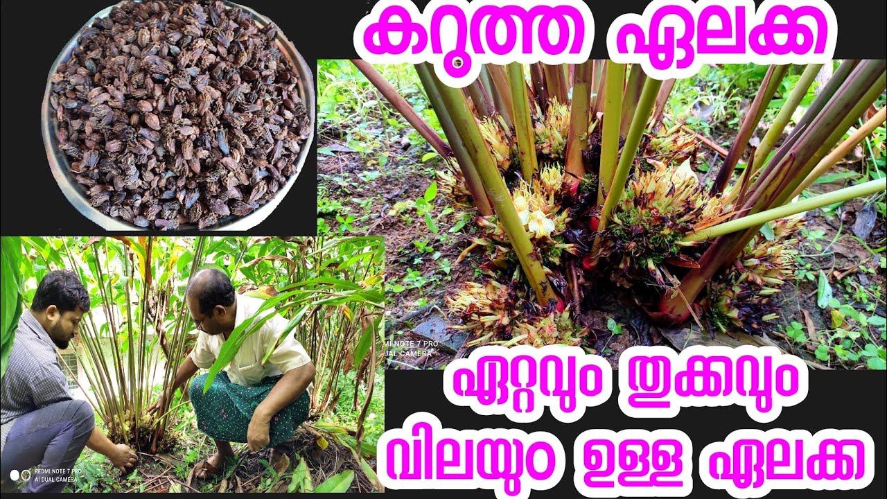 Black Cardamom |കറുത്ത ഏലക്ക #blackcardamom #Sikkim #cardamom # ...