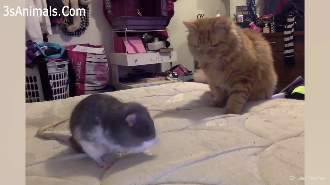 Fight!!! Cats vs Mice! - YouTube