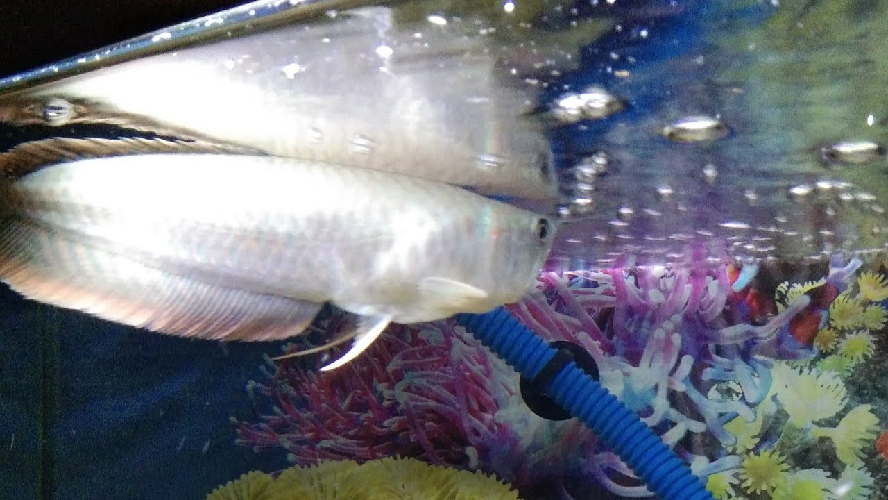Arwana silver red umur 2 bulan - YouTube