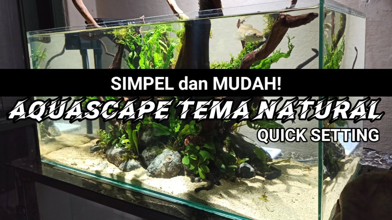 Aquascape tema Natural, Nature Style Aquascape, Simpel dan Mudah - YouTube