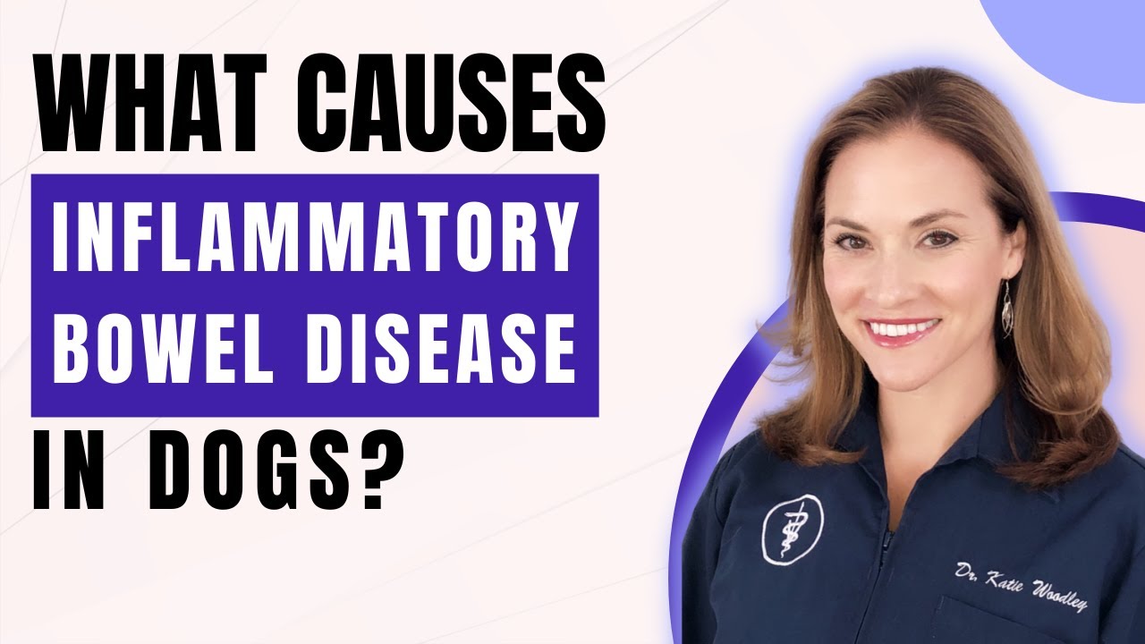 What causes inflammatory bowel disease in dogs - YouTube