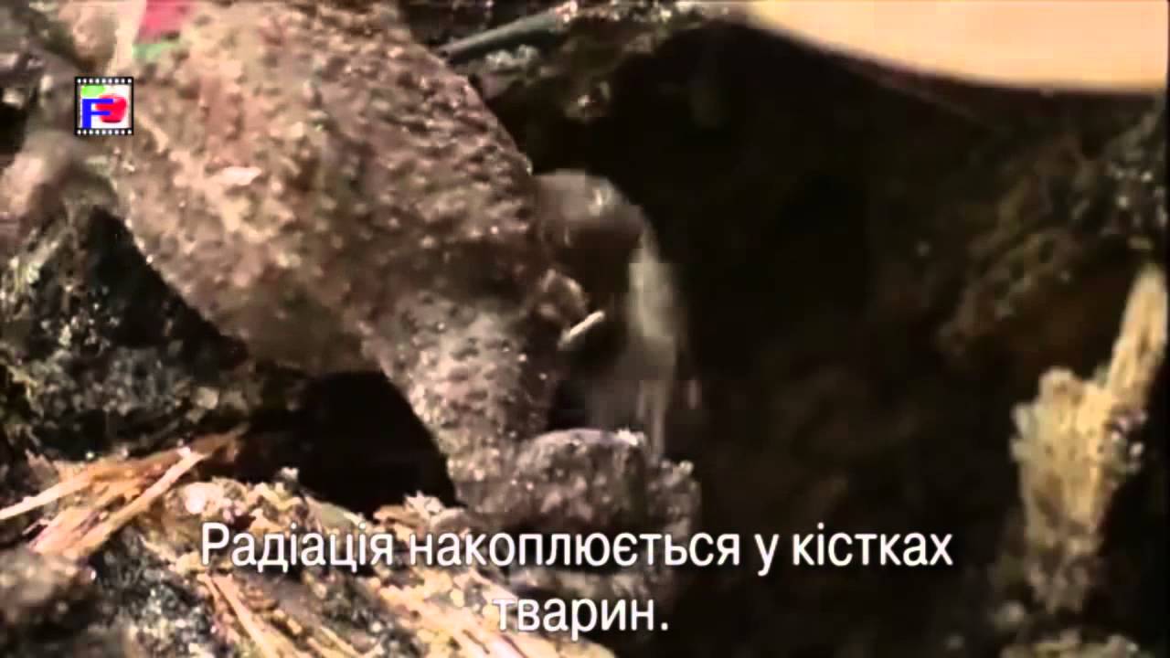 Чернобыль. Чорнобиль. Життя у зоні екологічного лиха. Дикі тварини ...