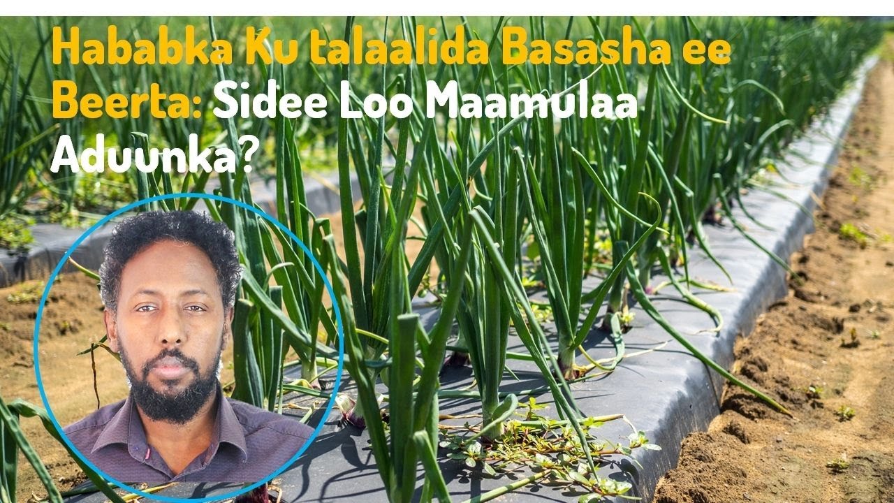 Hababka Ku talaalida Basasha ee Beerta Sidee Loo Maamulaa Aduunka - YouTube