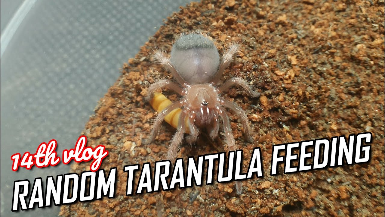 Random Tarantula Feeding Video - YouTube