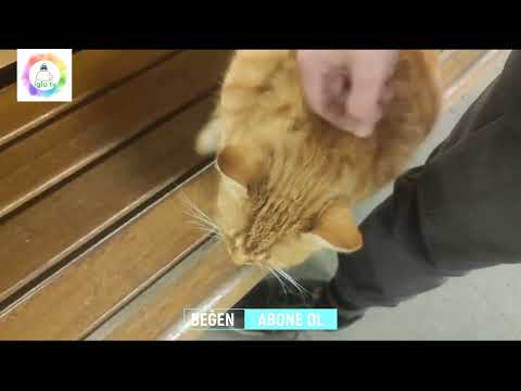 Bir Kedi’ nin En Keyifli Anları