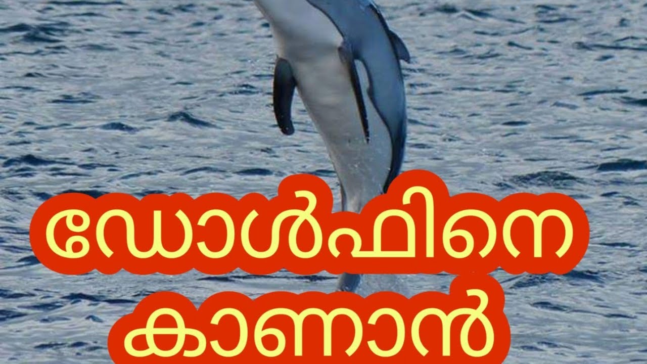 dolphin point goa |goa tourisam | - YouTube