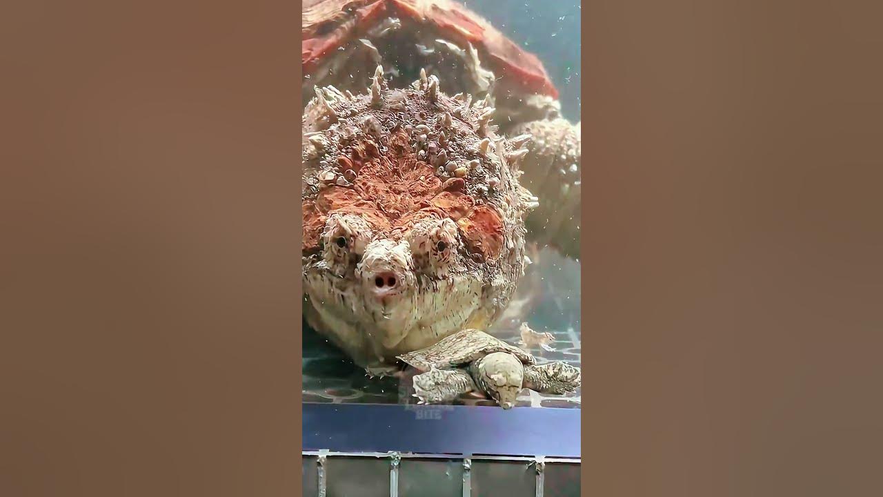 The Ugly Truth About Alligator Snapping Turtles No One Tells You - YouTube