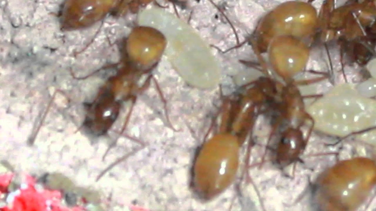 Colony Update: Camponotus castaneus ("The Inn" setup) - YouTube