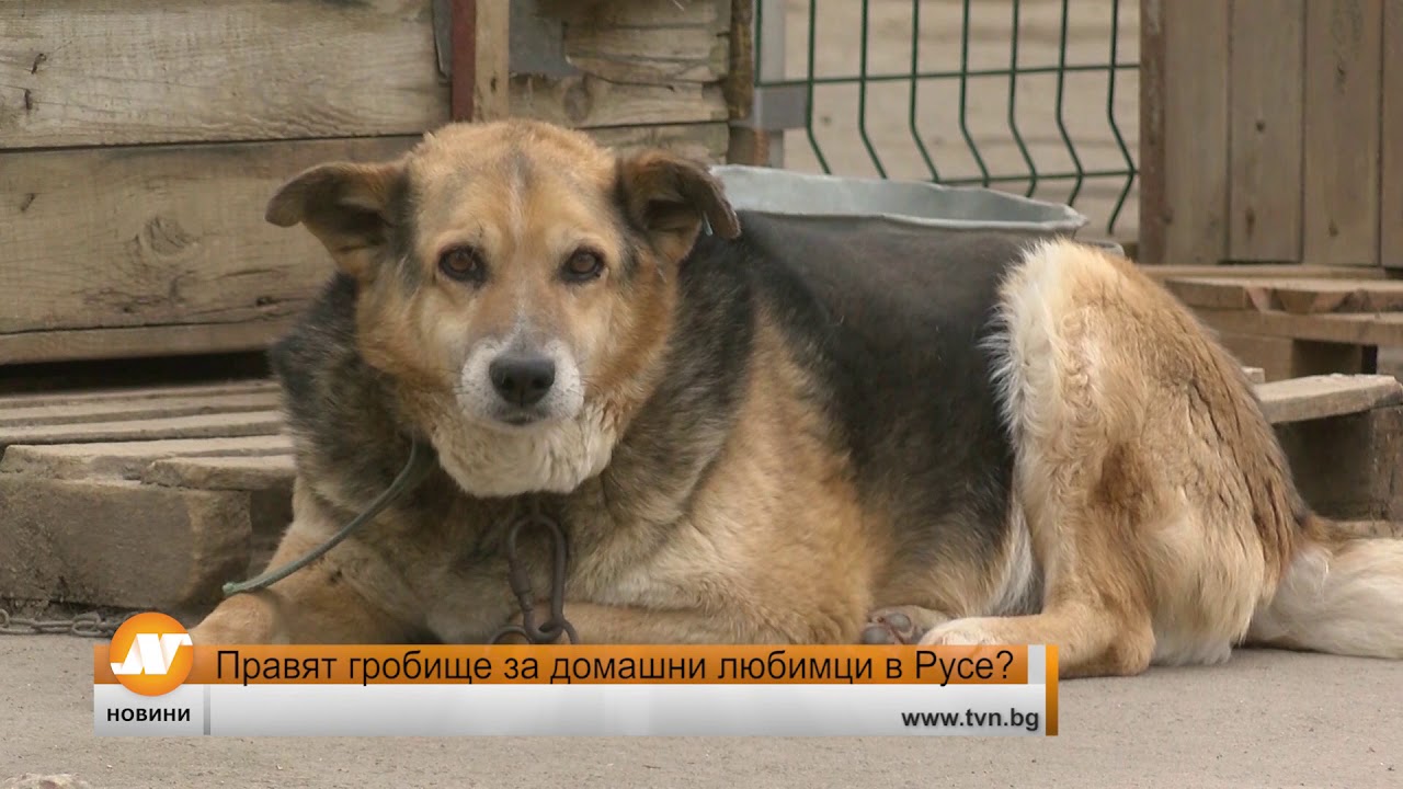 Правят гробище за домашни любимци в Русе Youtube
