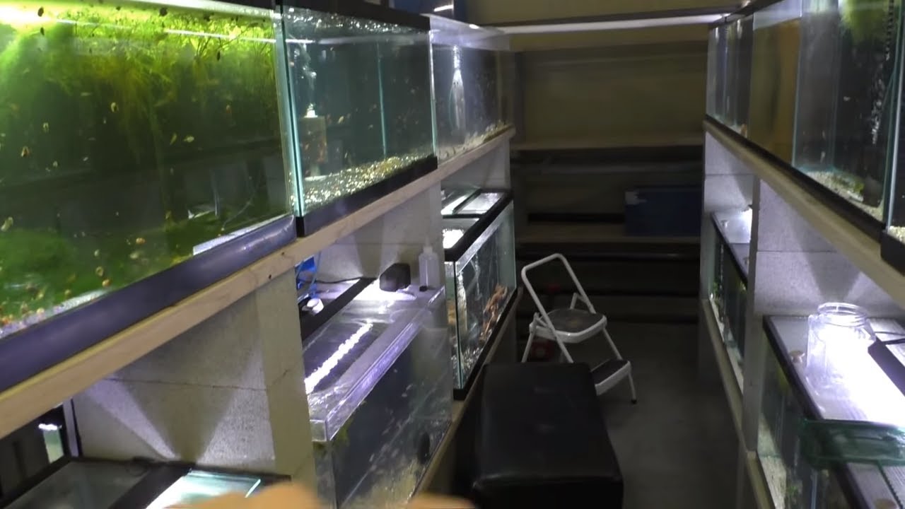 New Fish Tanks - Fish Room Update Ep. 27 - YouTube