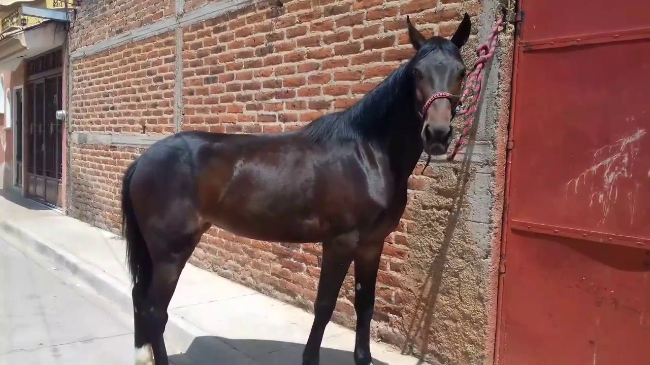 Hermosa potranca pura sangre de 3 años rienda de paseo - YouTube