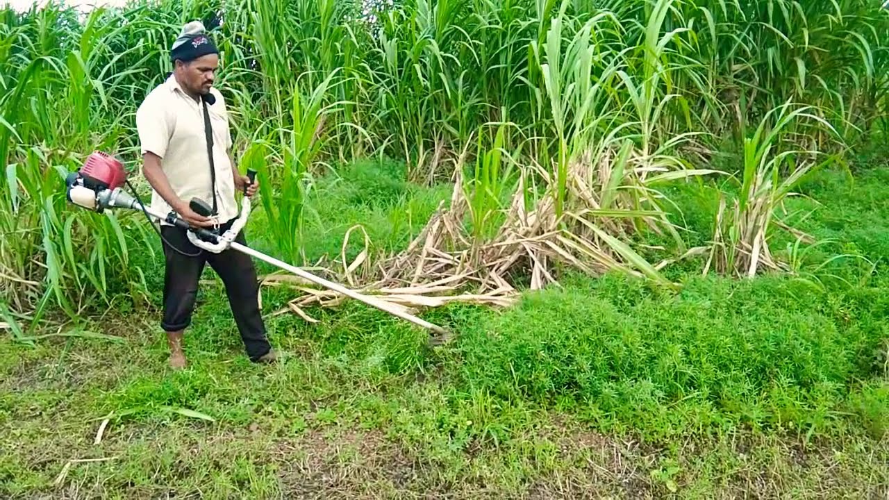 Stylo hamata fodder cutting farmer useful machine uses - YouTube