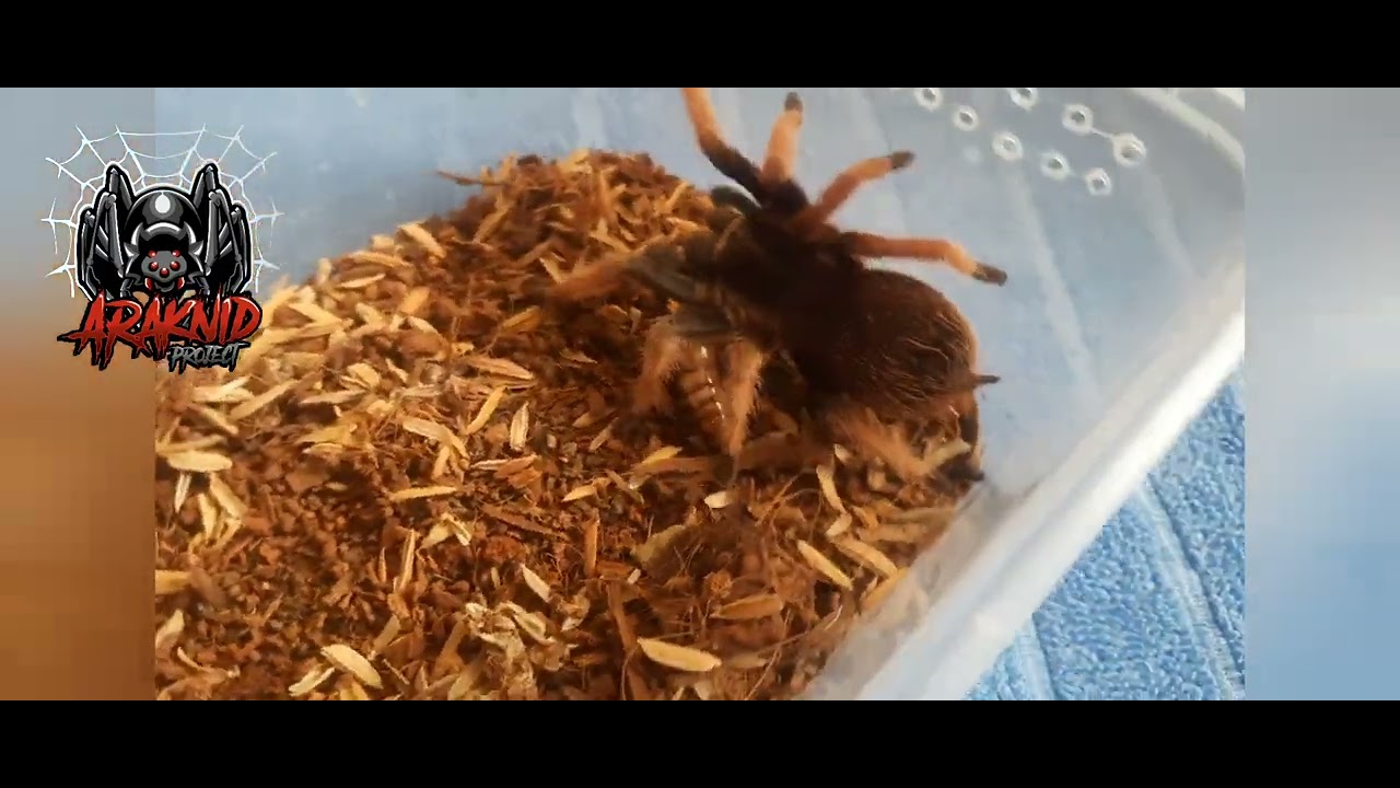 Raw Takedowns (guts out)! Feeding Session 20 - Episode 49 of Araknid ...