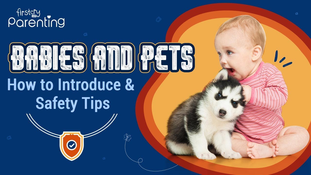 Babies And Pets How To Introduce Safety Tips YouTube babies-and-pets-how-to-introduce-safety-tips-youtube