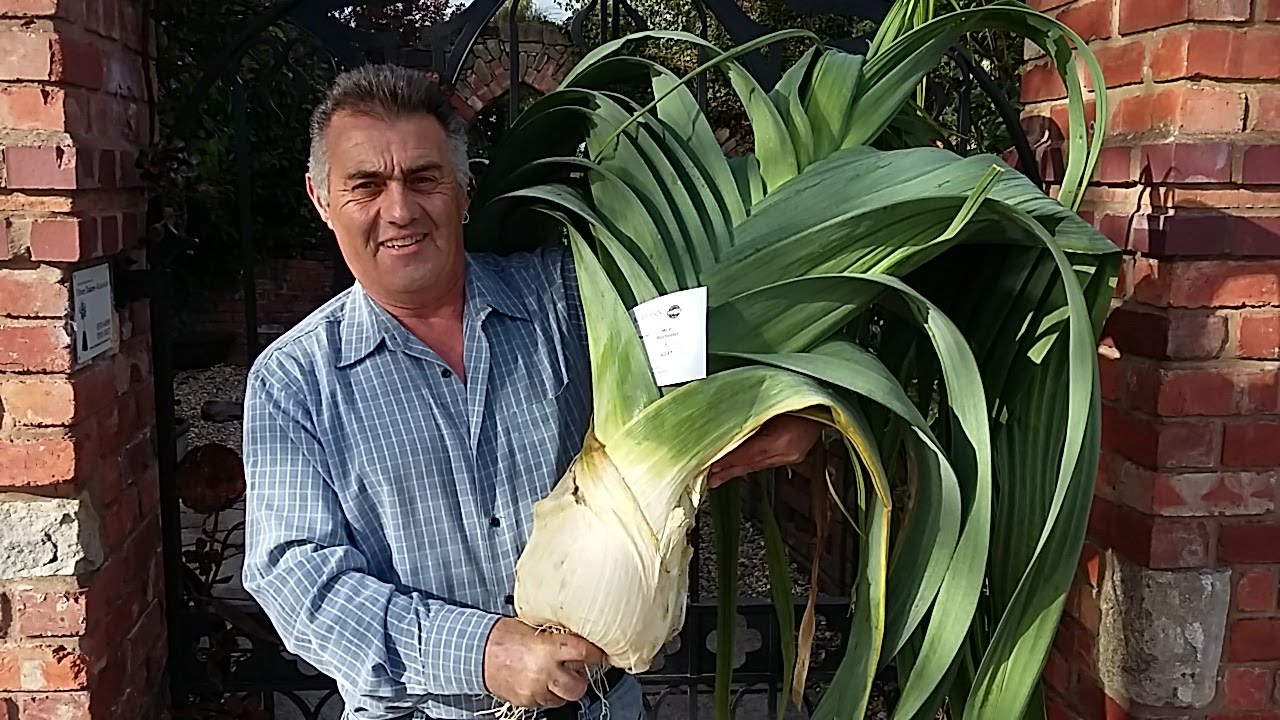 Giant Veg: Paul Rochester July Update - YouTube