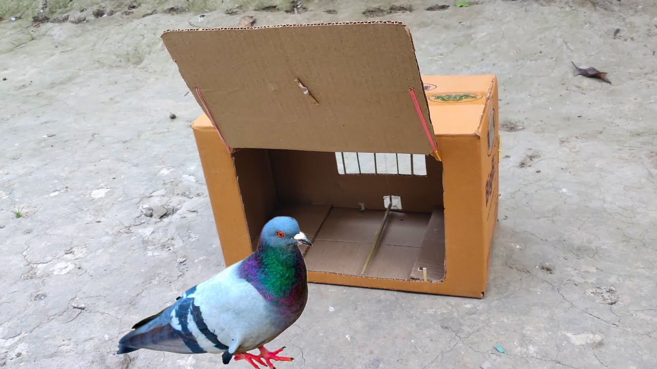 Creative Quick Bird Trap Using Cardboard Box And Wood // Easy DIY ...