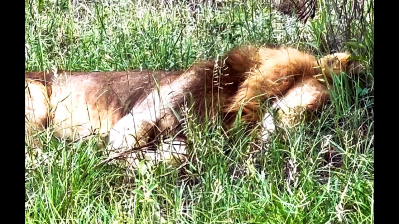 Kambula Male Lion Brothers (K3 & K4) Together | Mapogos Great Grandsons ...