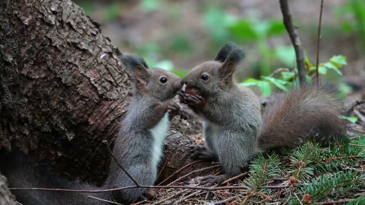 [4K]エゾリスの子供 baby squirrels - YouTube