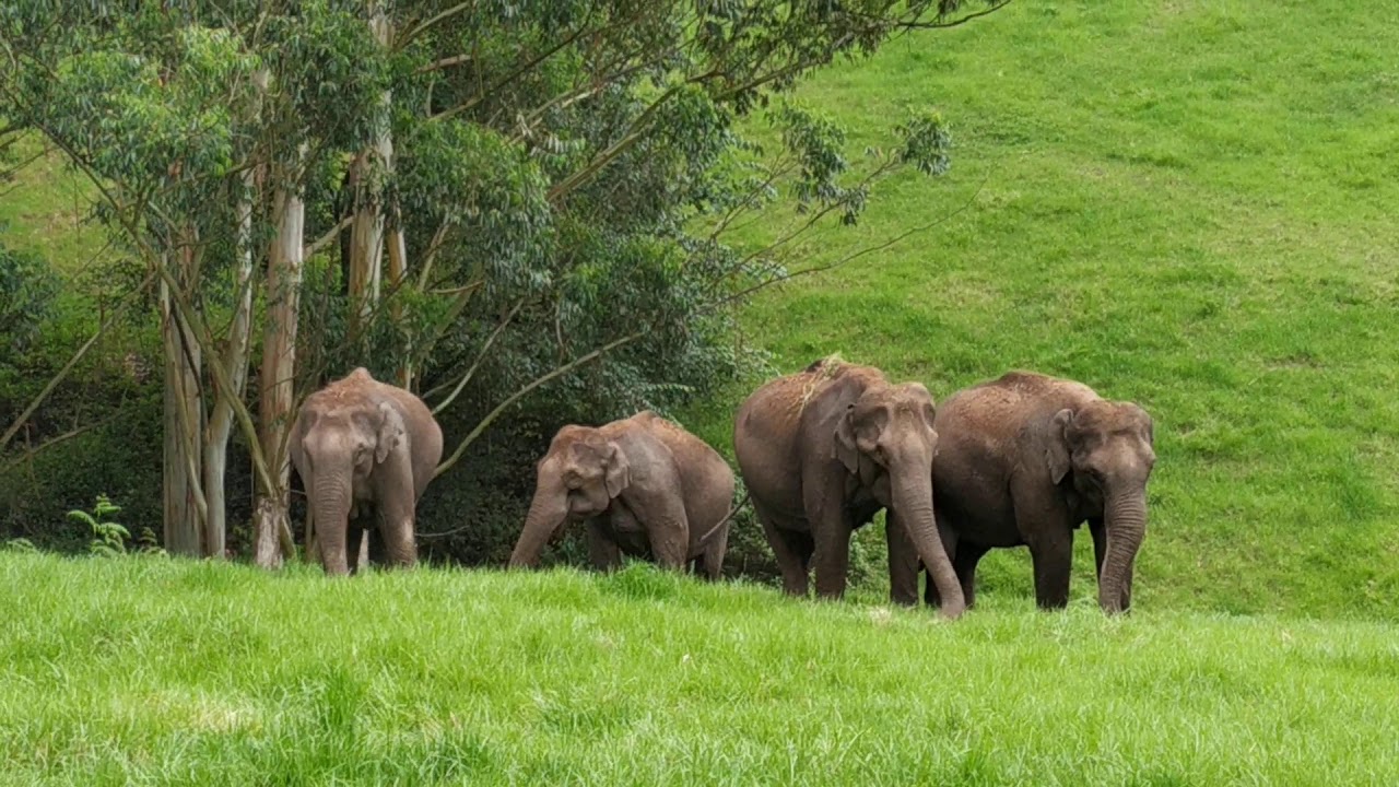 Munnar elephant (1) - YouTube
