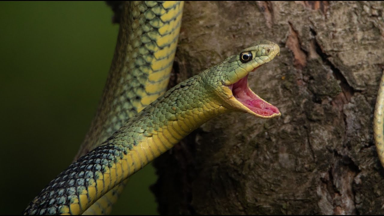 Snake hunting bird - YouTube