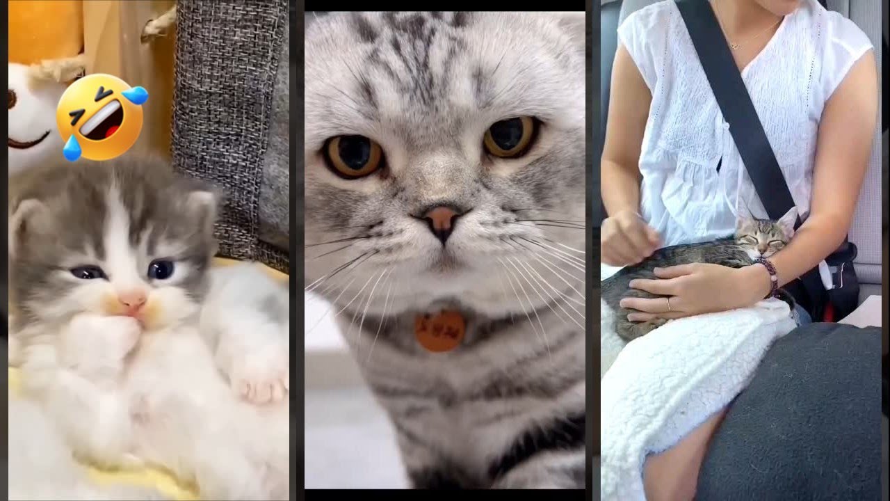 Cat Funny Videos 🐈‍⬛ Cat Fails 🐈‍⬛ #worldofanimals #4745 - YouTube