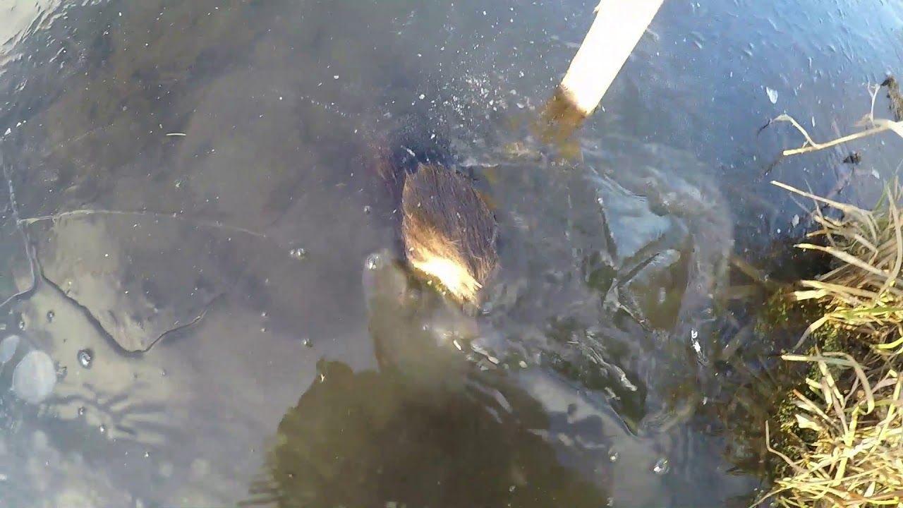 S2 Day 3 Marsh Trapping Wisconsin for Muskrats - YouTube