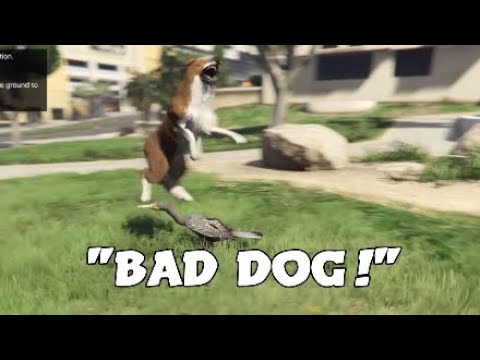 Dog Attack!! In GTA 5 Online | Fails and Funny Moments - YouTube