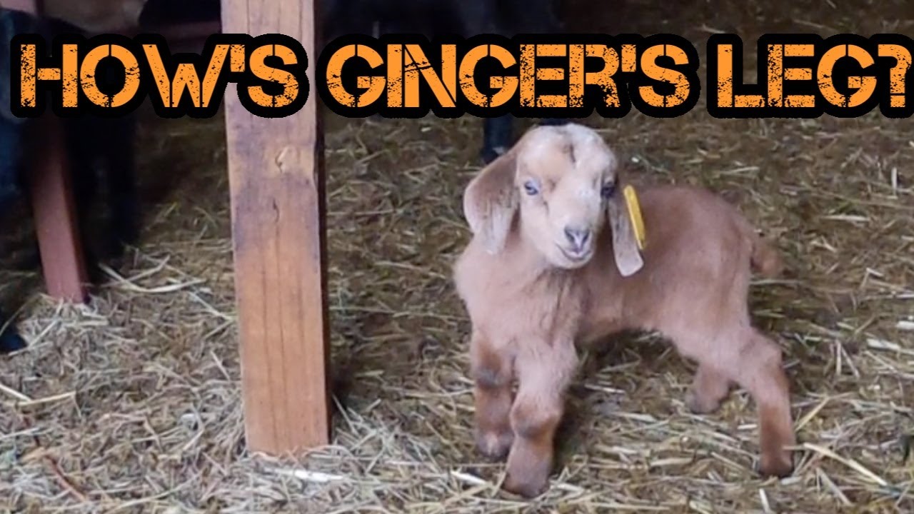 How's Ginger The Kiko Baby Goat's Leg? - YouTube