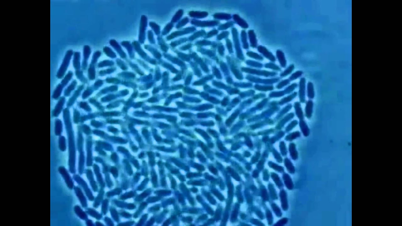 Binary Fission In Bacteria Animation
