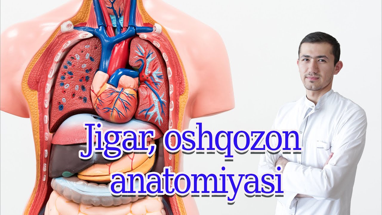 Oshqozon, jigar, 12 barmoq ichak anatomiyasi 4 kurs talabasi Ahrorov ...