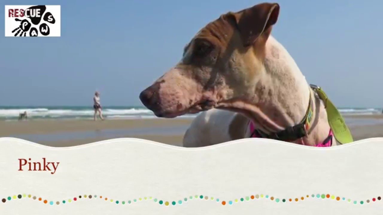 Adopt: Pinky - Rescue Paws Thailand - YouTube