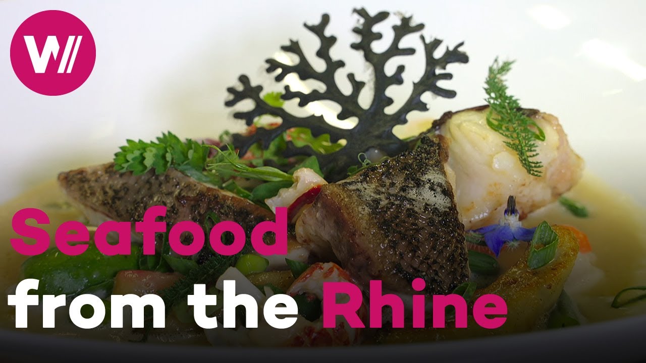 Rhine fishing - Seafood delicacies and other big fish from Europe's ...